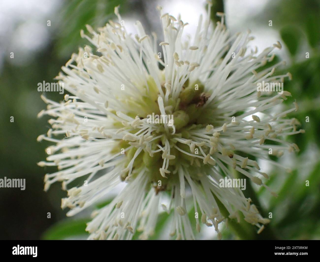 White leadtree (Leucaena leucocephala) Plantae Stock Photo - Alamy