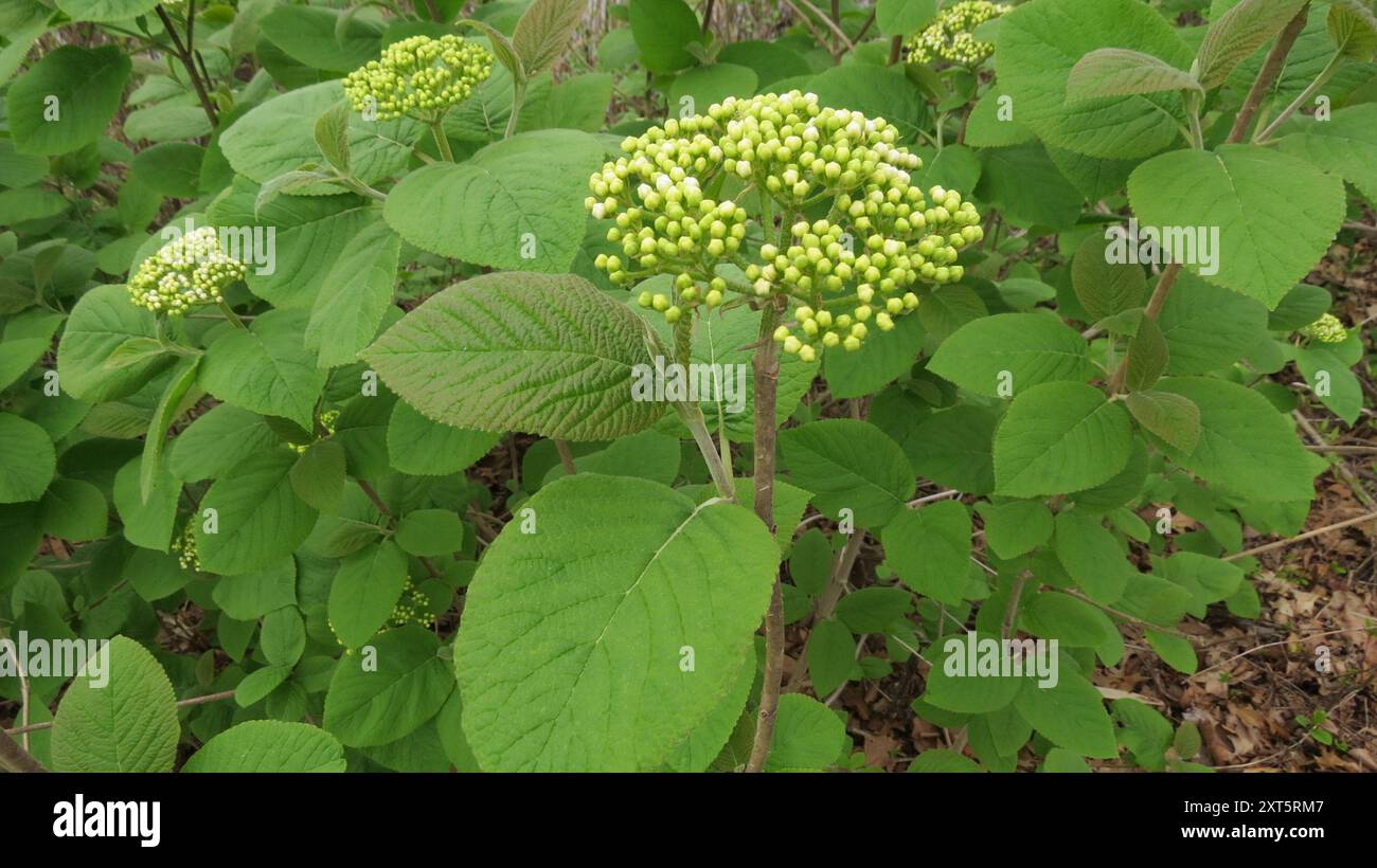Wayfaring-tree (Viburnum lantana) Plantae Stock Photo - Alamy