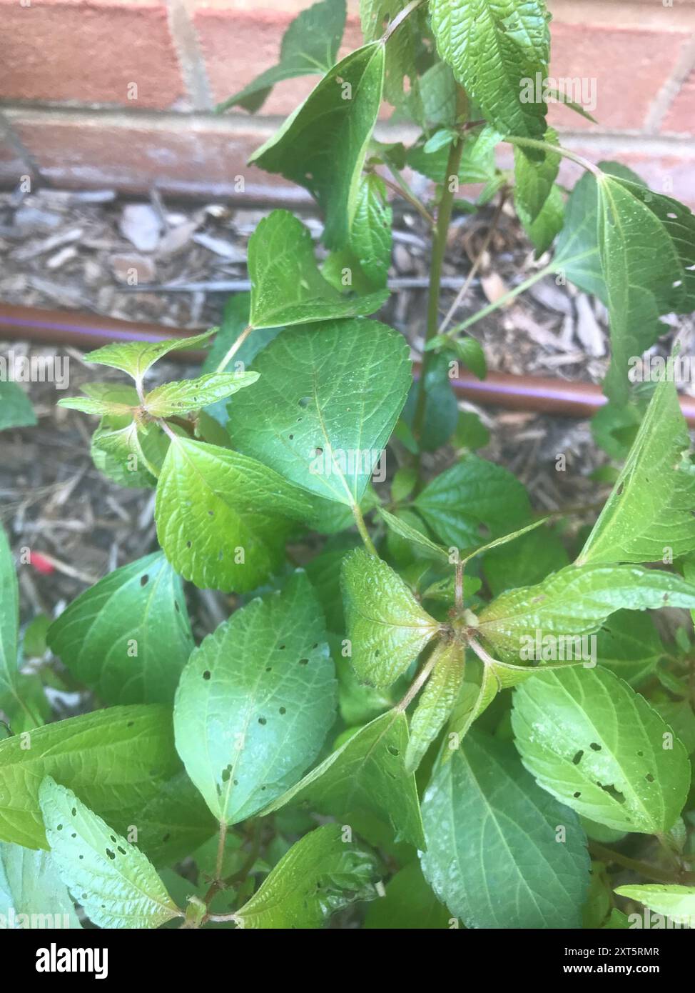 common copperleaf (Acalypha rhomboidea) Plantae Stock Photo - Alamy