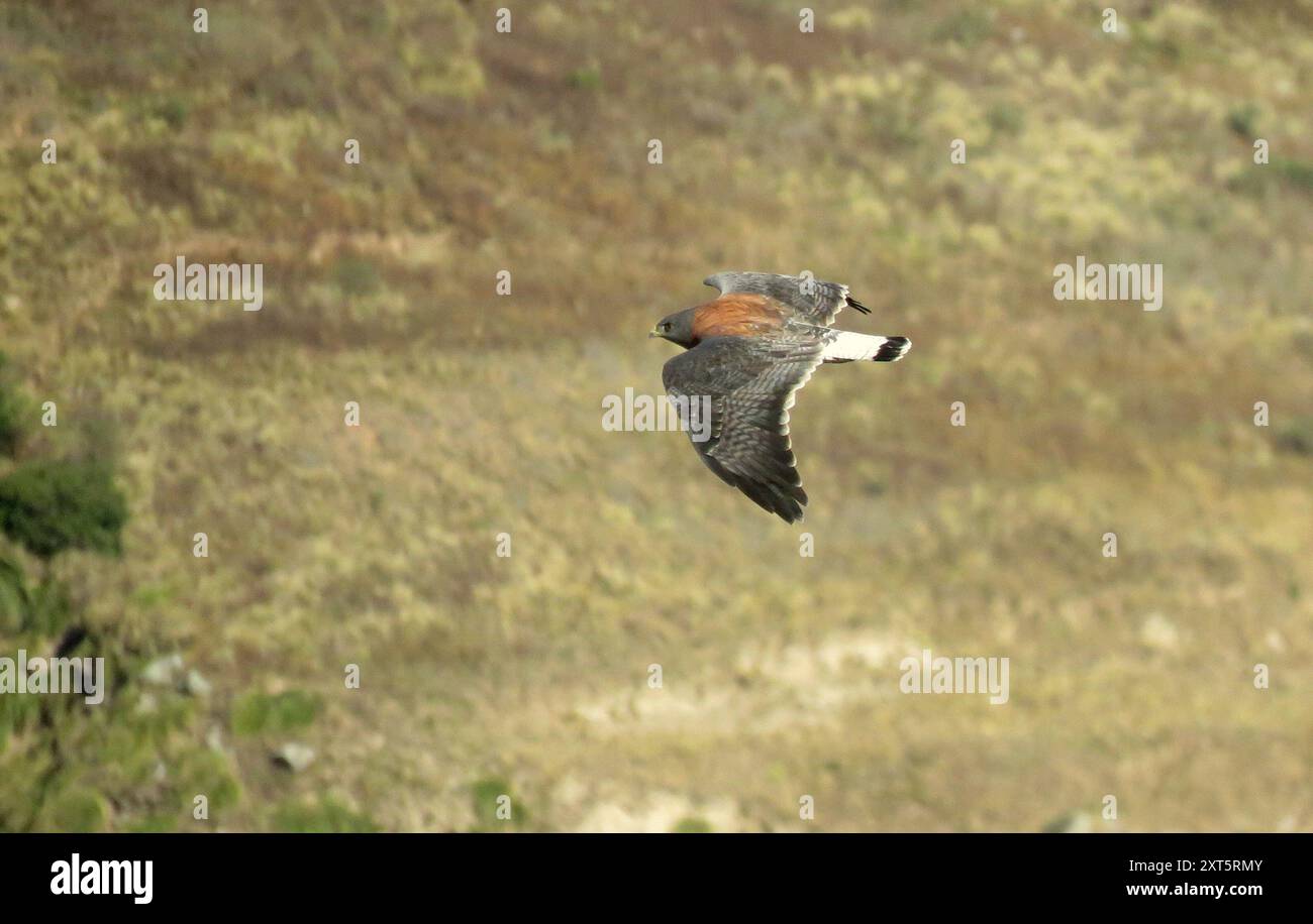 Variable Hawk (Geranoaetus polyosoma) Aves Stock Photo - Alamy