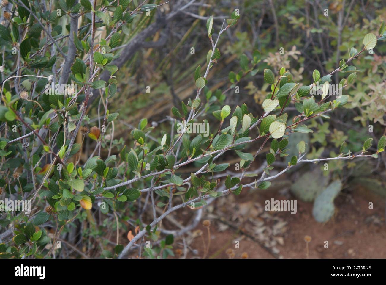 Alderleaf Mountain Mahogany (Cercocarpus montanus) Plantae Stock Photo ...