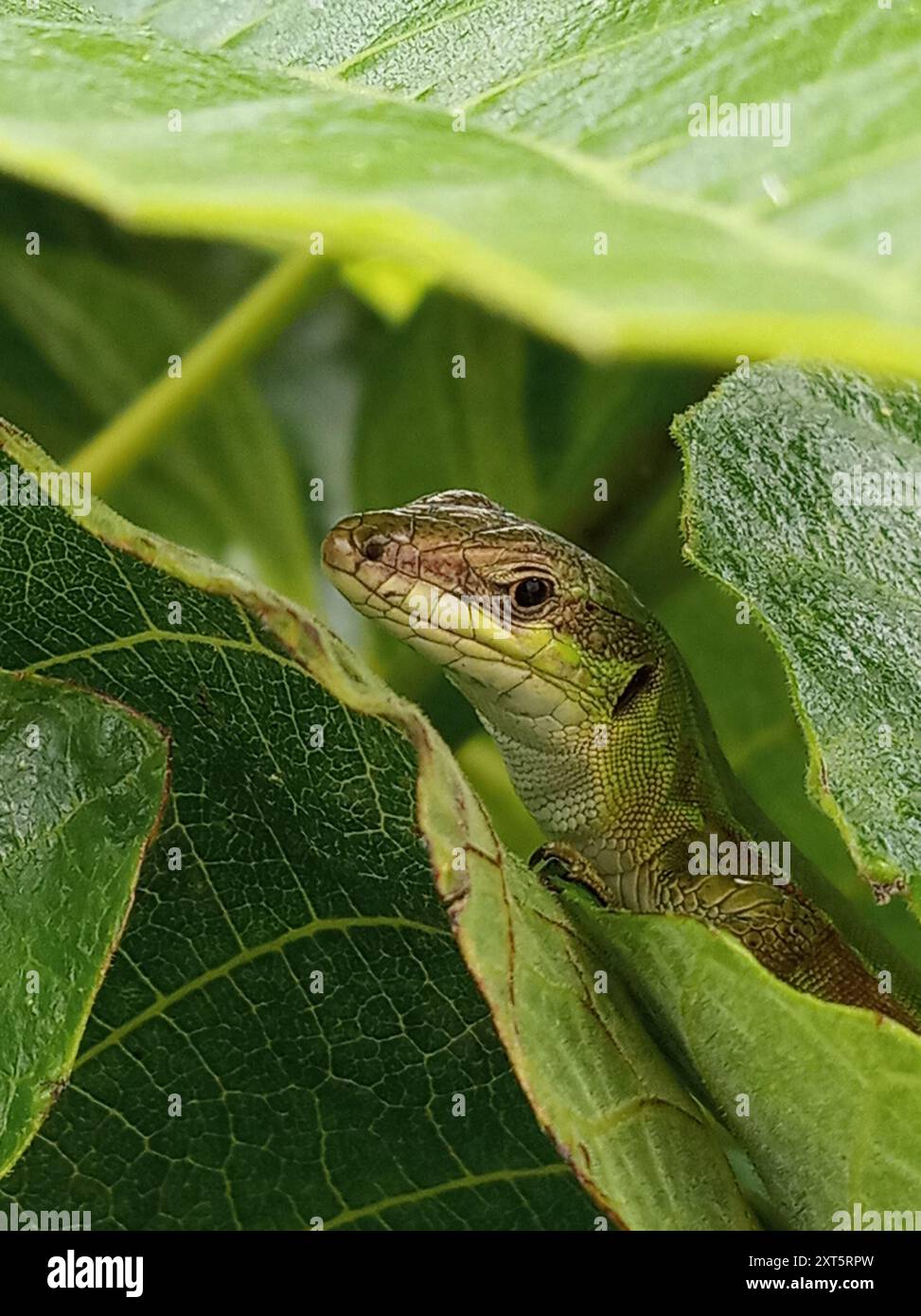 Italian Wall Lizard (Podarcis siculus) Reptilia Stock Photo - Alamy