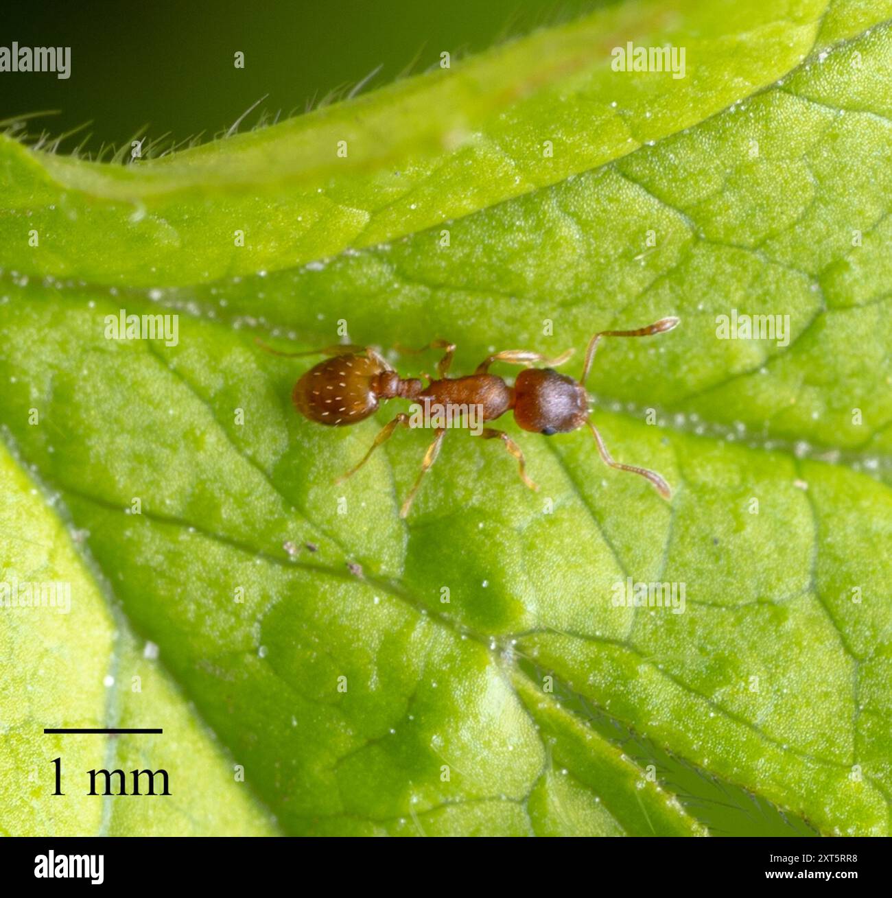 Doubtful Acorn Ant (Temnothorax ambiguus) Insecta Stock Photo - Alamy
