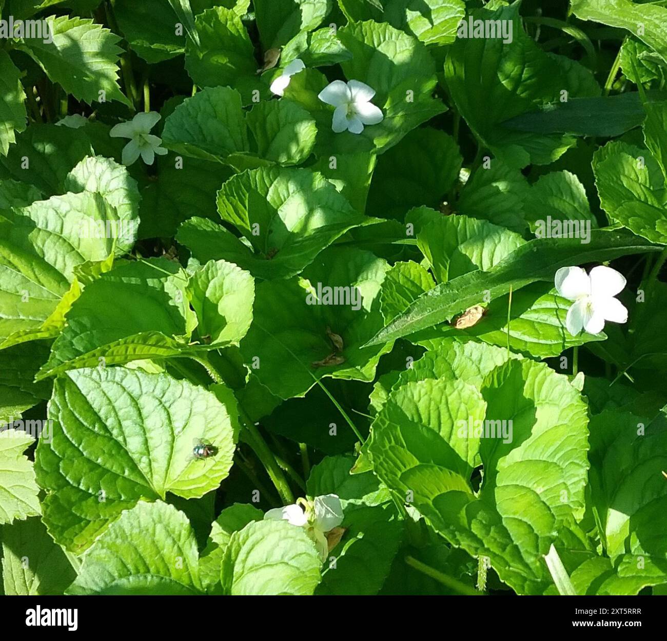cream violet (Viola striata) Plantae Stock Photo - Alamy