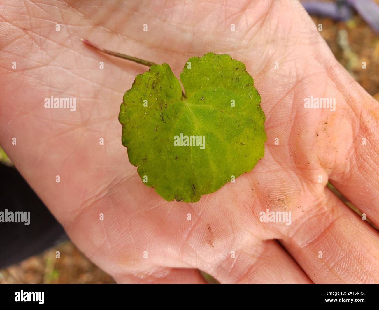 western roundleaf violet (Viola orbiculata) Plantae Stock Photo - Alamy