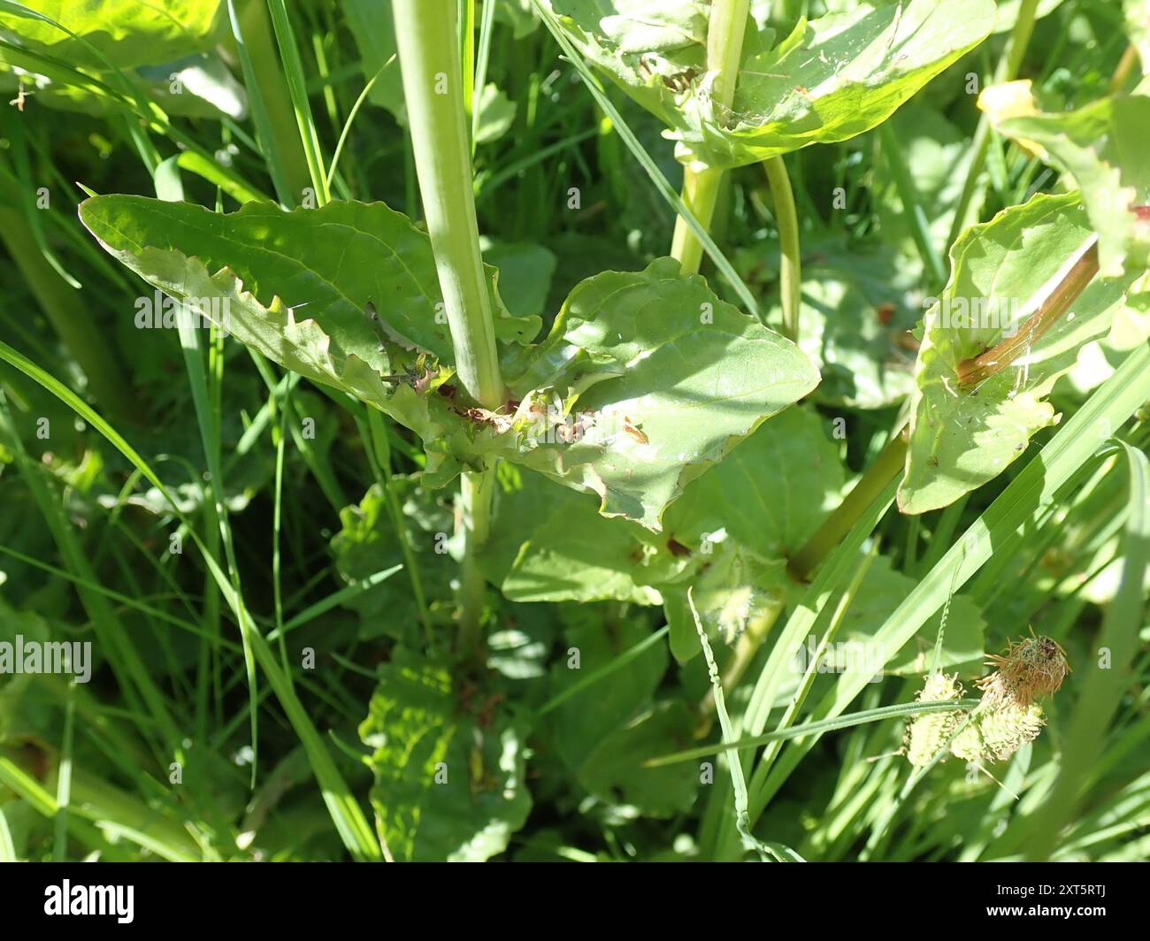 seep monkeyflower (Erythranthe guttata) Plantae Stock Photo - Alamy