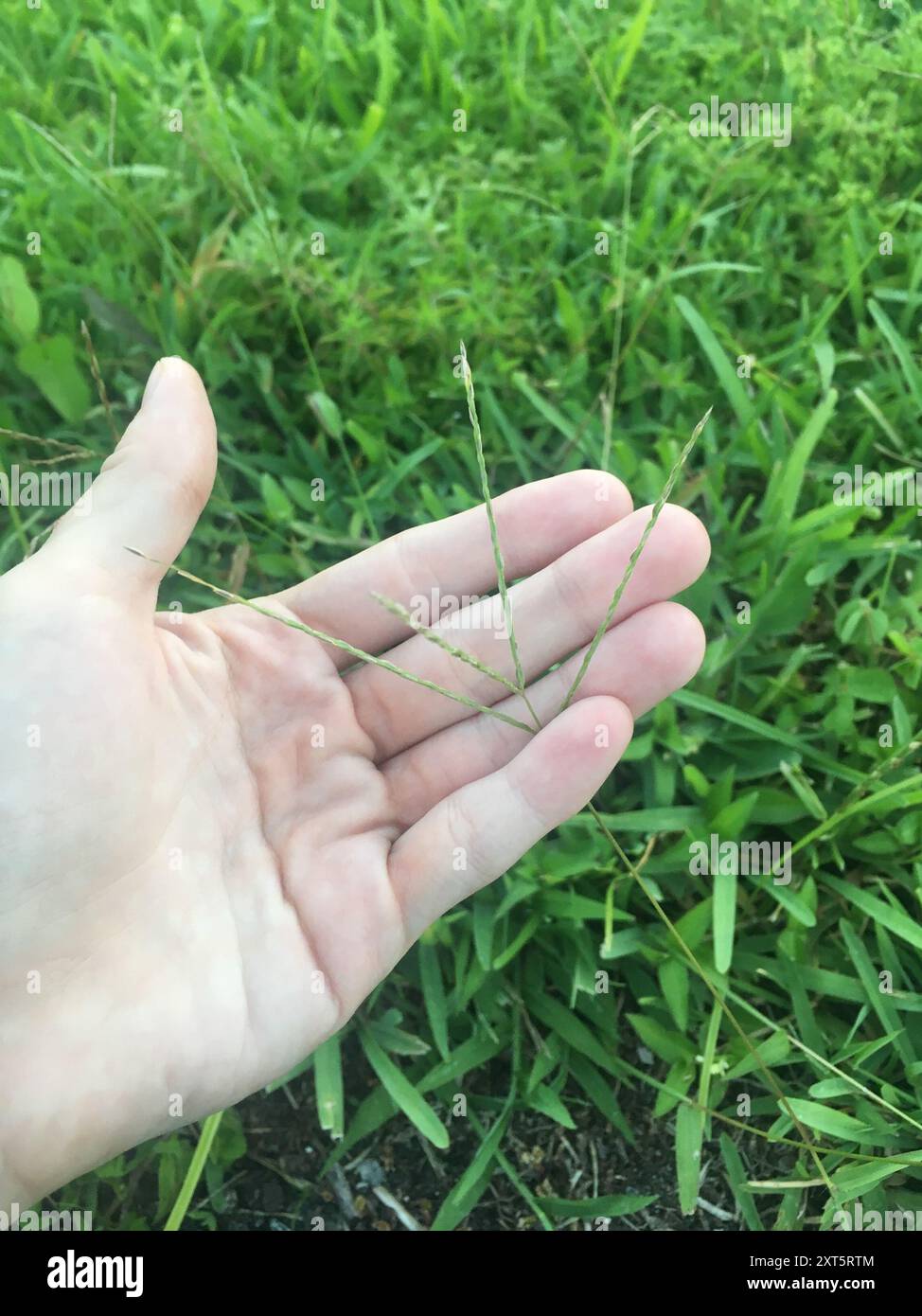 Tropical Finger-grass (Digitaria ciliaris) Plantae Stock Photo - Alamy