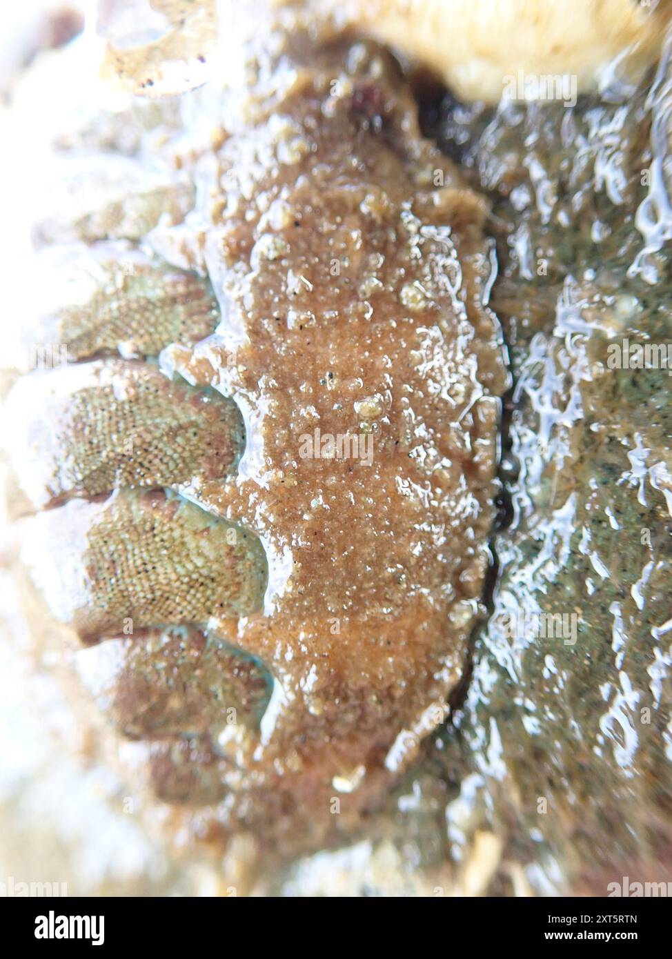 Chitons (Polyplacophora) Mollusca Stock Photo - Alamy