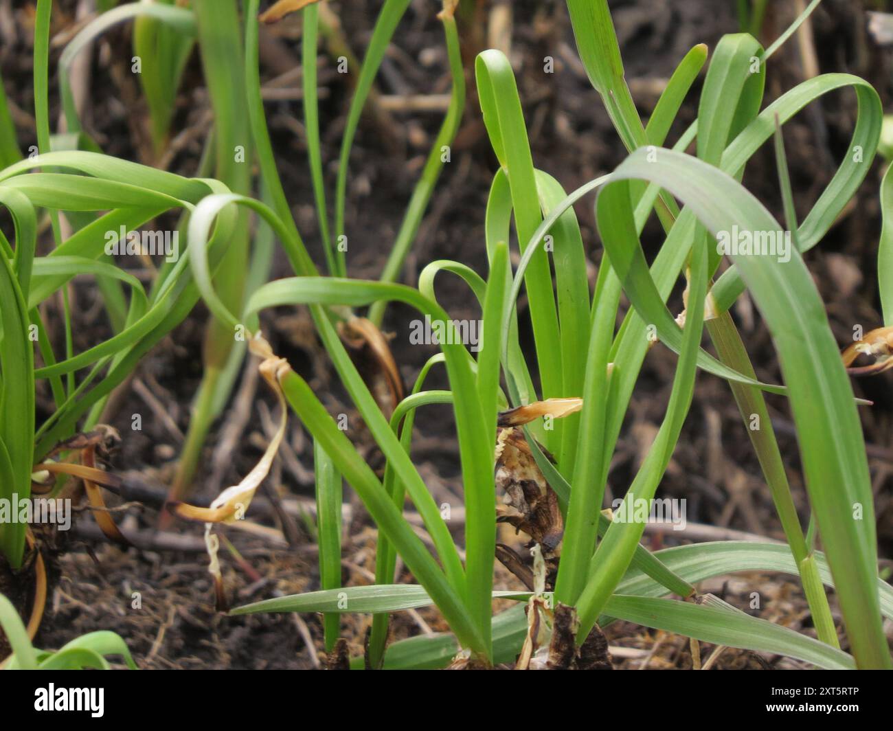 monocots (Liliopsida) Plantae Stock Photo - Alamy