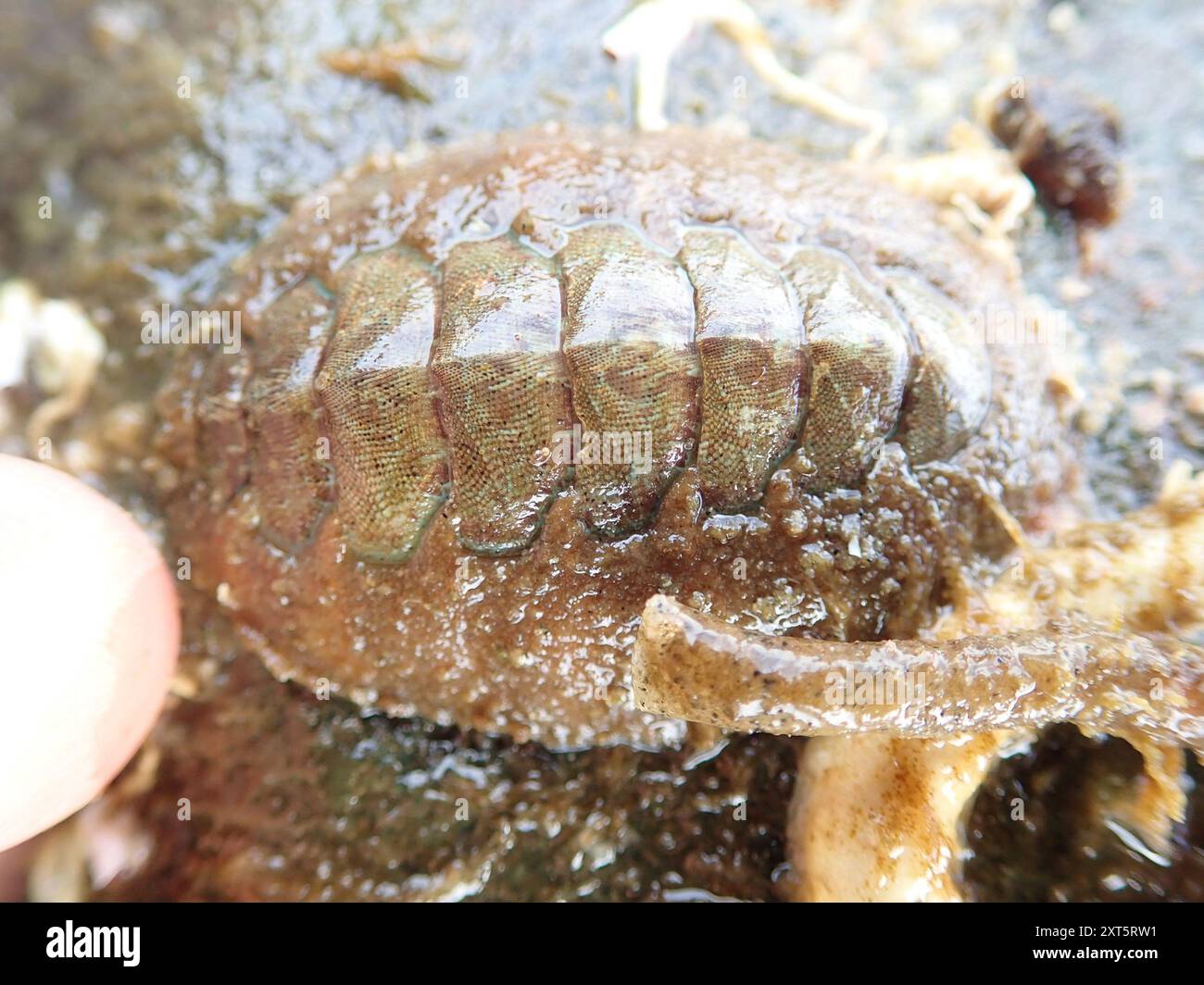 Chitons (Polyplacophora) Mollusca Stock Photo - Alamy