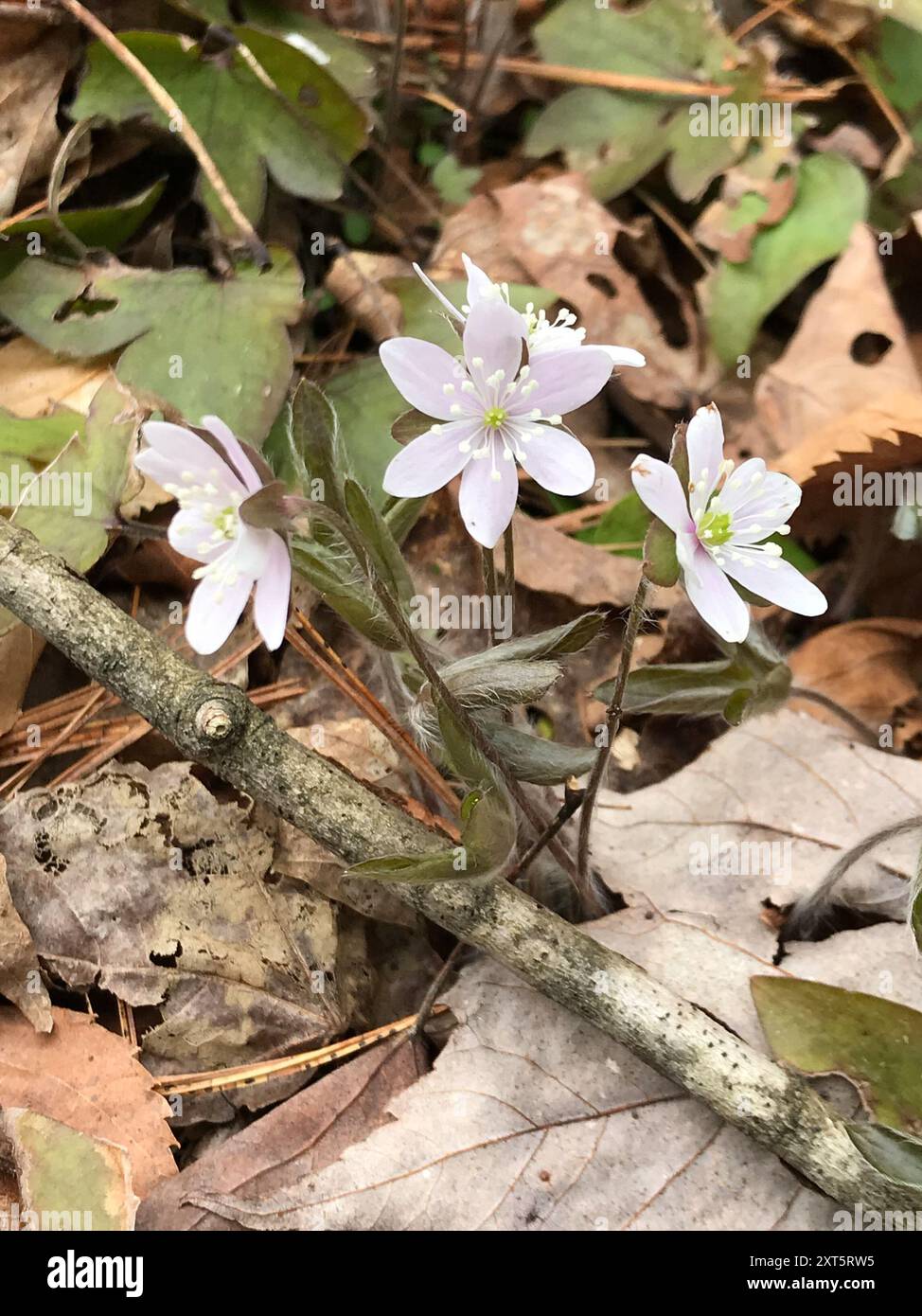 sharp-lobed hepatica (Hepatica acutiloba) Plantae Stock Photo - Alamy