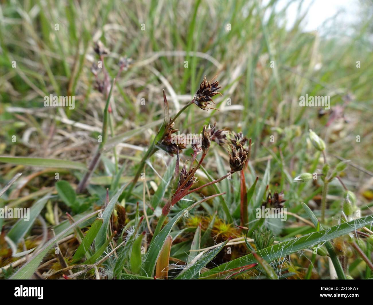 Field woodrush (Luzula campestris) Plantae Stock Photo - Alamy