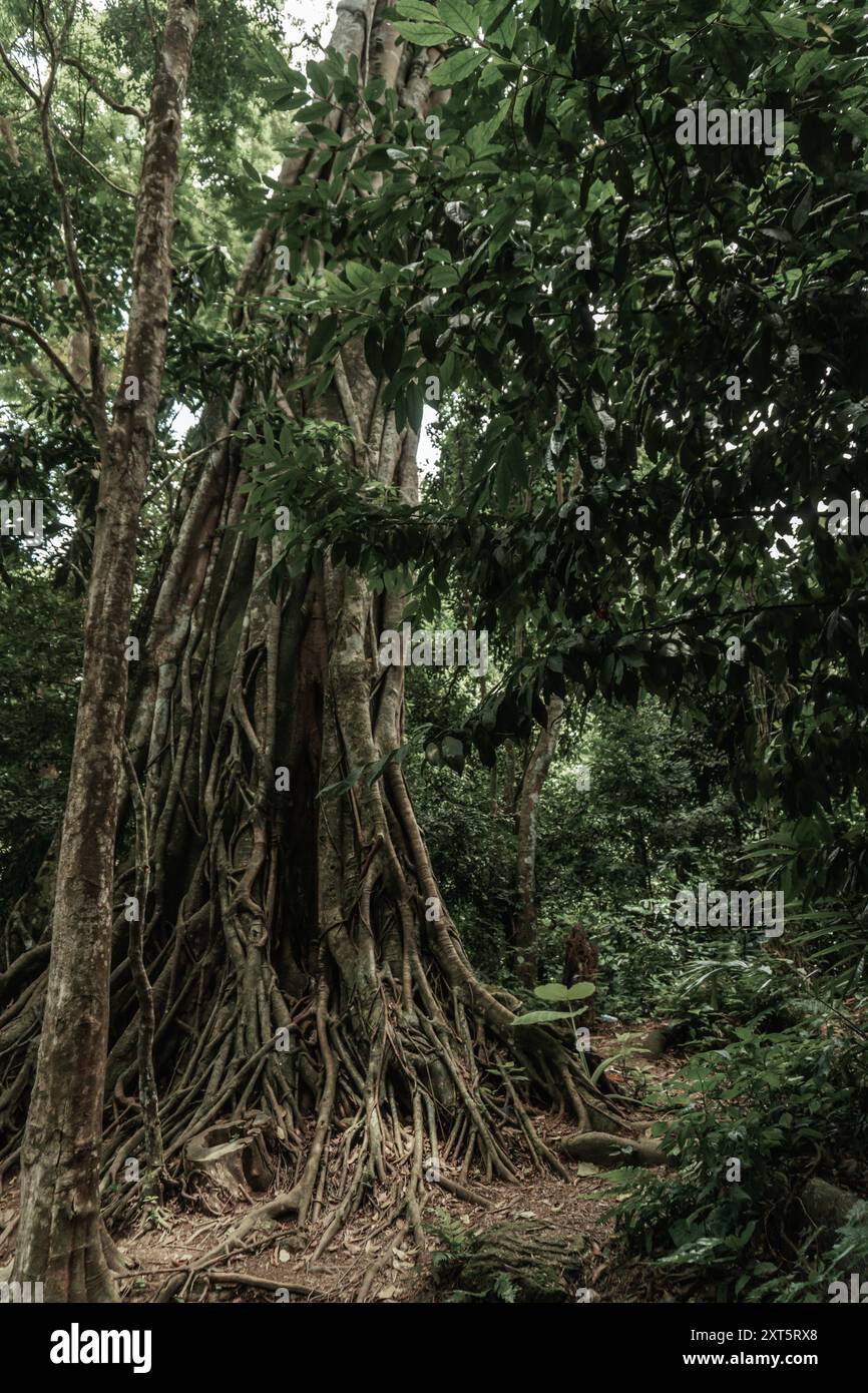 culture and Nature Travel Laos, highlights in Luang Prabang Province ...