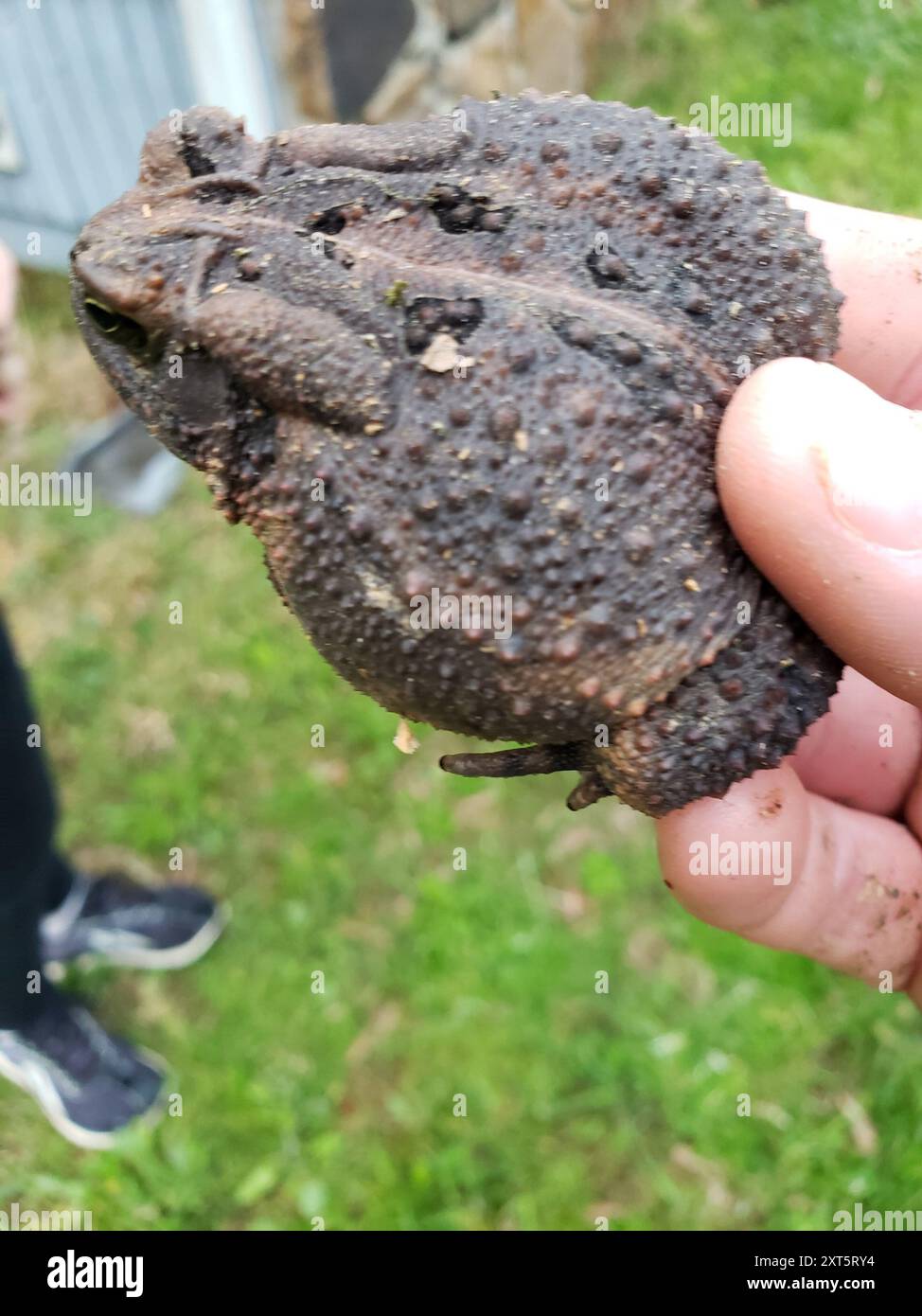 Fowler's Toad (Anaxyrus fowleri) Amphibia Stock Photo - Alamy