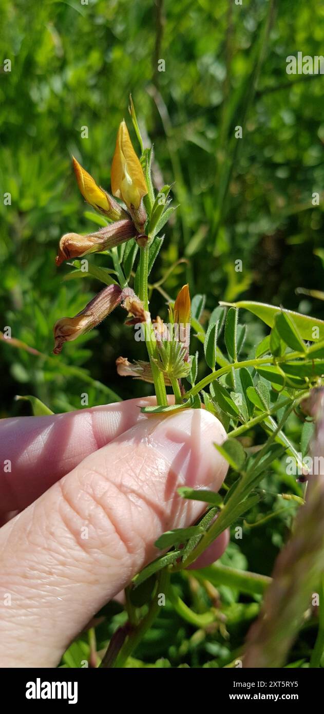 Large yellow vetch (Vicia grandiflora) Plantae Stock Photo - Alamy