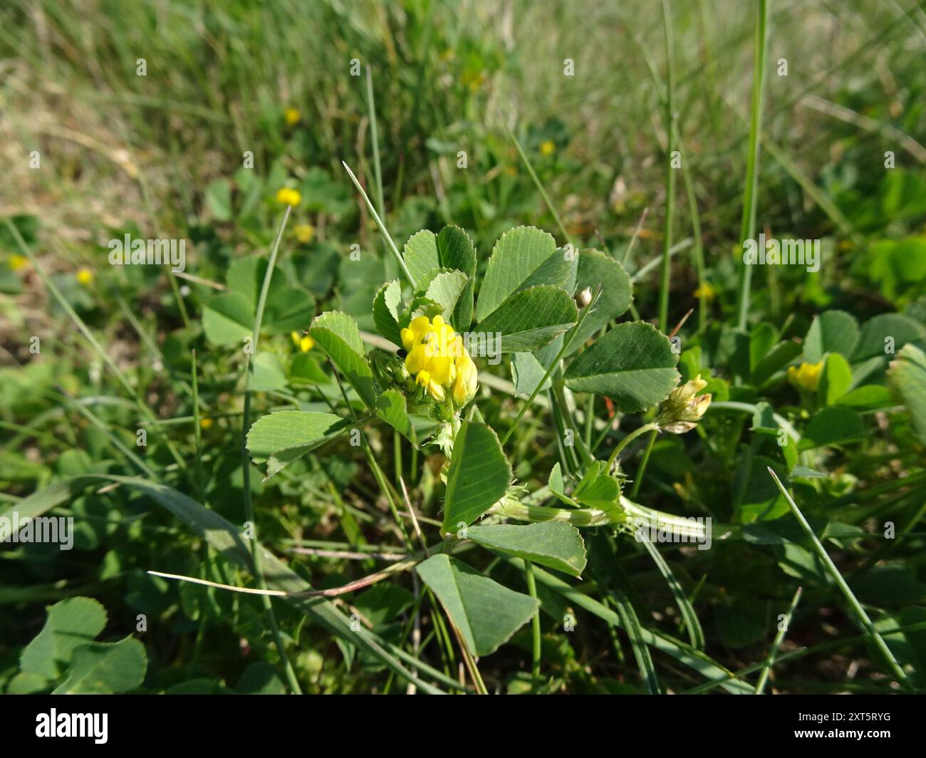 bur clover (Medicago polymorpha) Plantae Stock Photo - Alamy