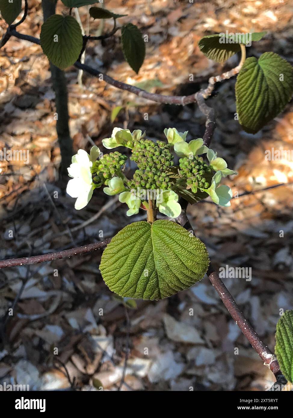 hobblebush (Viburnum lantanoides) Plantae Stock Photo - Alamy