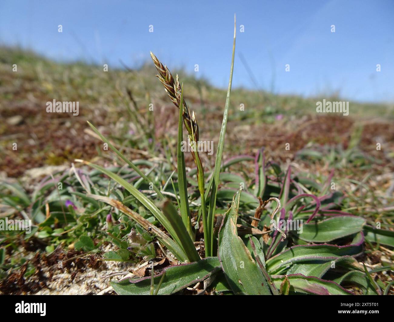 sand sedge (Carex arenaria) Plantae Stock Photo - Alamy
