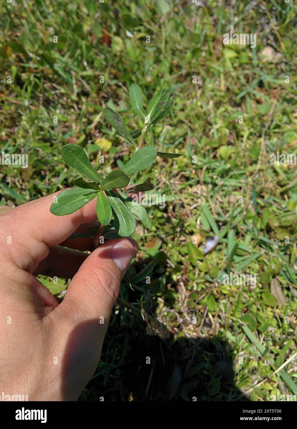 Alligatorweed (Alternanthera philoxeroides) Plantae Stock Photo - Alamy