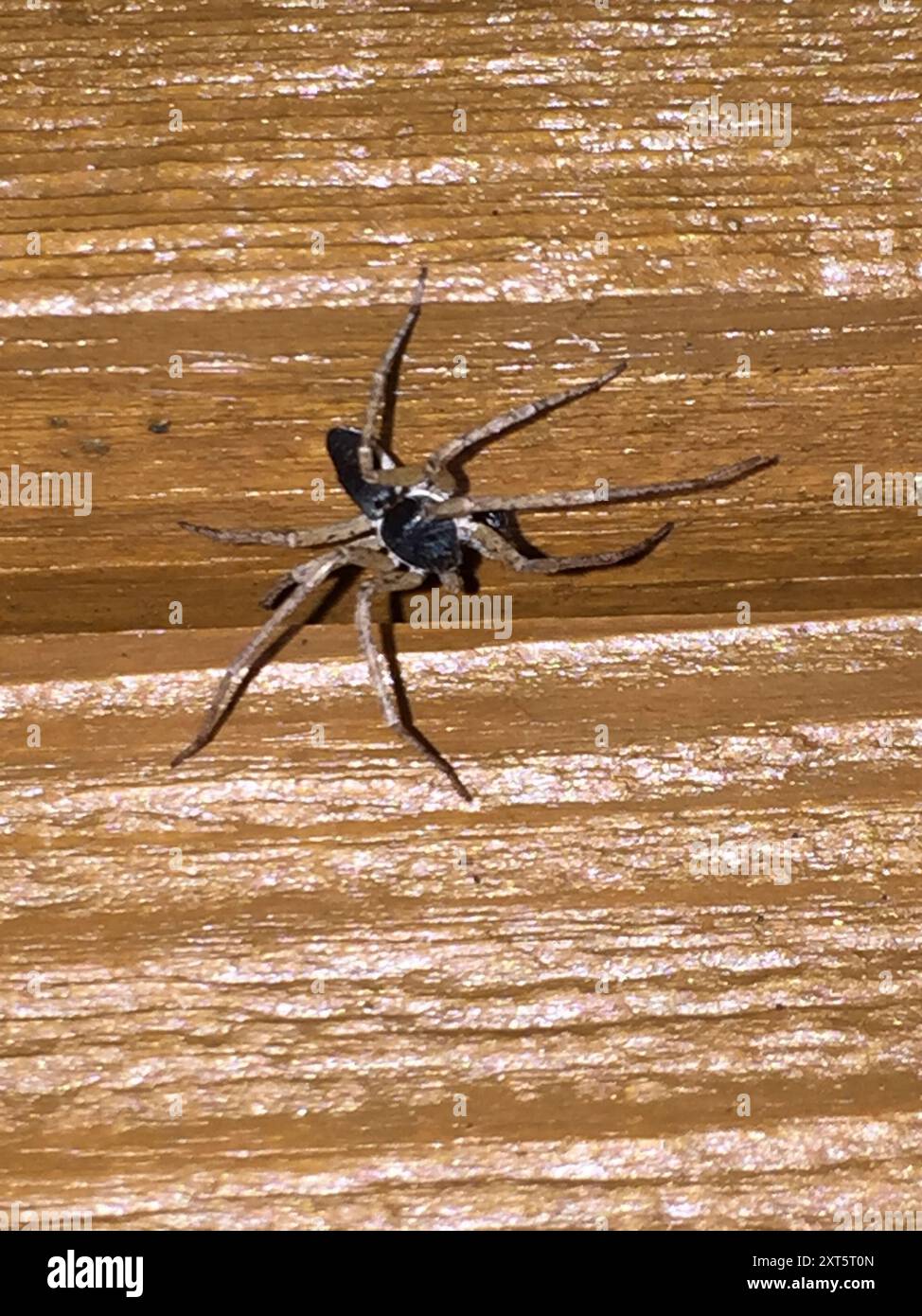 Eurasian Running Crab Spider (Philodromus dispar) Arachnida Stock Photo ...