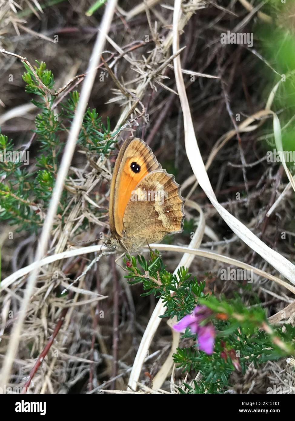 Gatekeeper (Pyronia tithonus) Insecta Stock Photo - Alamy