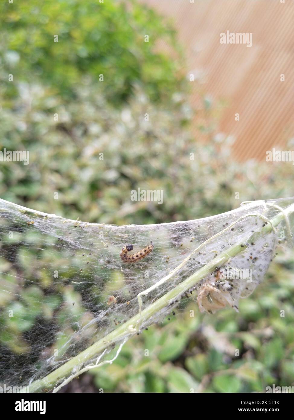 Small Ermine Moths (Yponomeuta) Insecta Stock Photo - Alamy