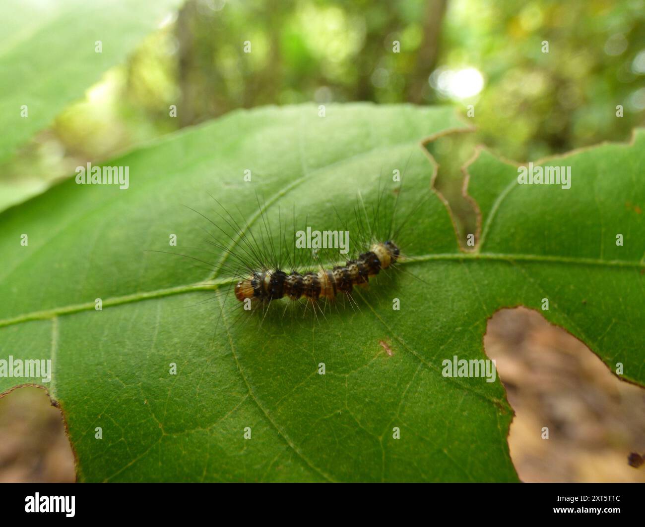 Owlet Moths and Allies (Noctuoidea) Insecta Stock Photo - Alamy