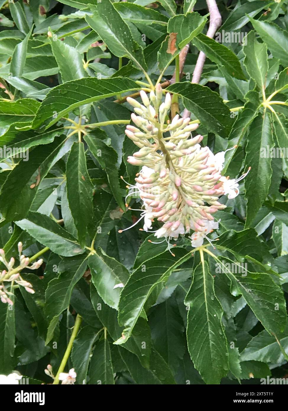 California buckeye (Aesculus californica) Plantae Stock Photo - Alamy