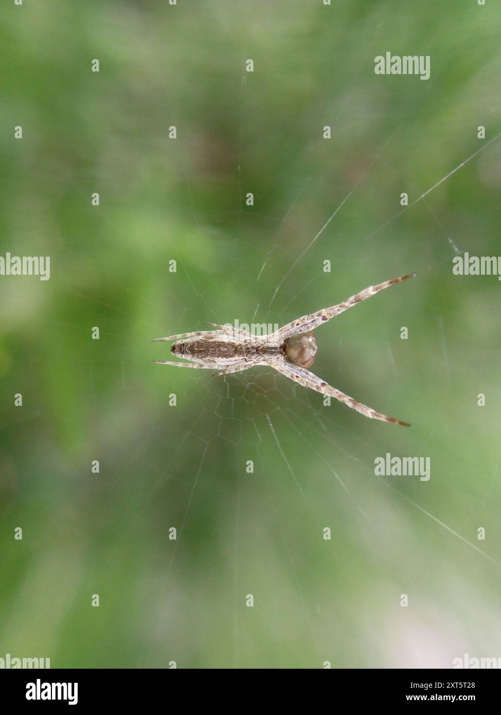 Walckenaer's Feather-legged Spider (Uloborus walckenaerius) Arachnida ...