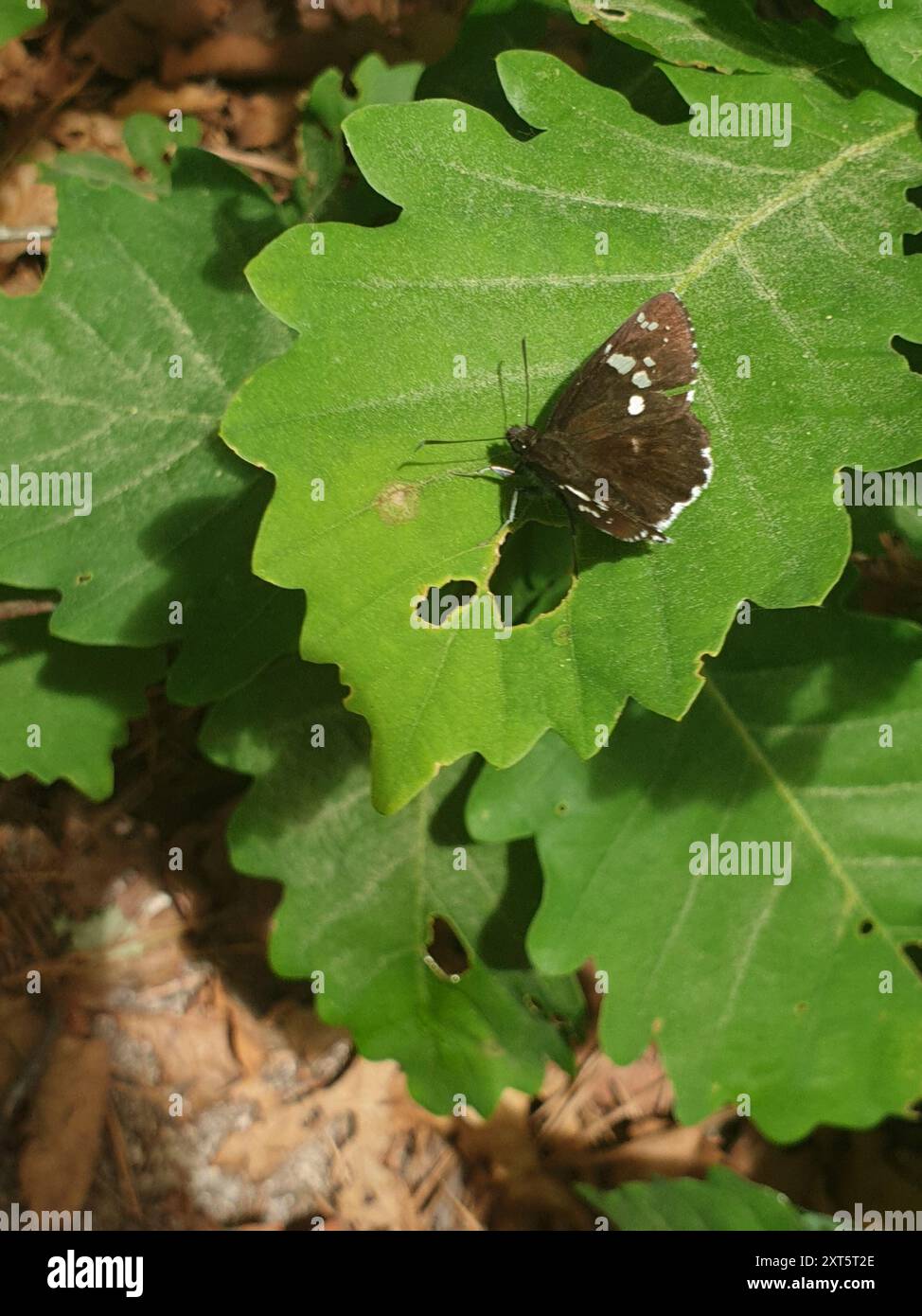 White-banded Flat (Daimio tethys) Insecta Stock Photo - Alamy