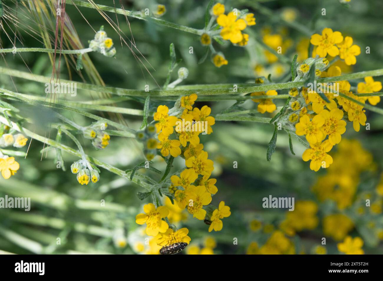 Golden Yarrow (Eriophyllum confertiflorum) Plantae Stock Photo - Alamy