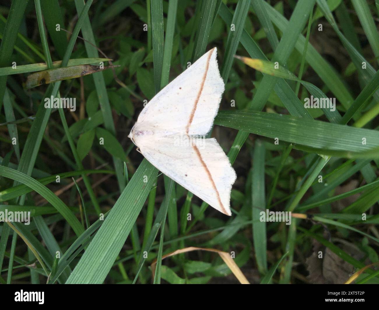 Slant-Lines (Tetracis) Insecta Stock Photo - Alamy