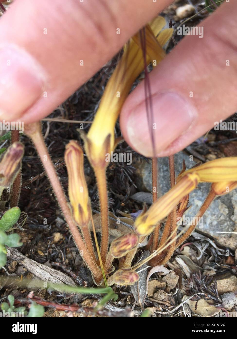 yellow clustered broomrape (Aphyllon franciscanum) Plantae Stock Photo ...