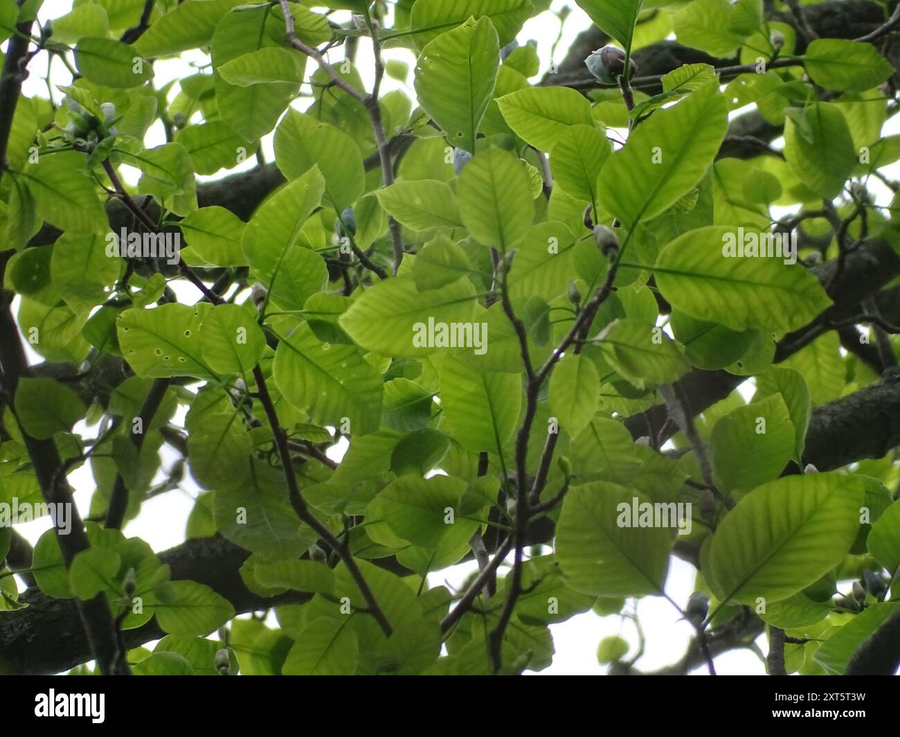 Cucumber-tree (Magnolia acuminata) Plantae Stock Photo - Alamy