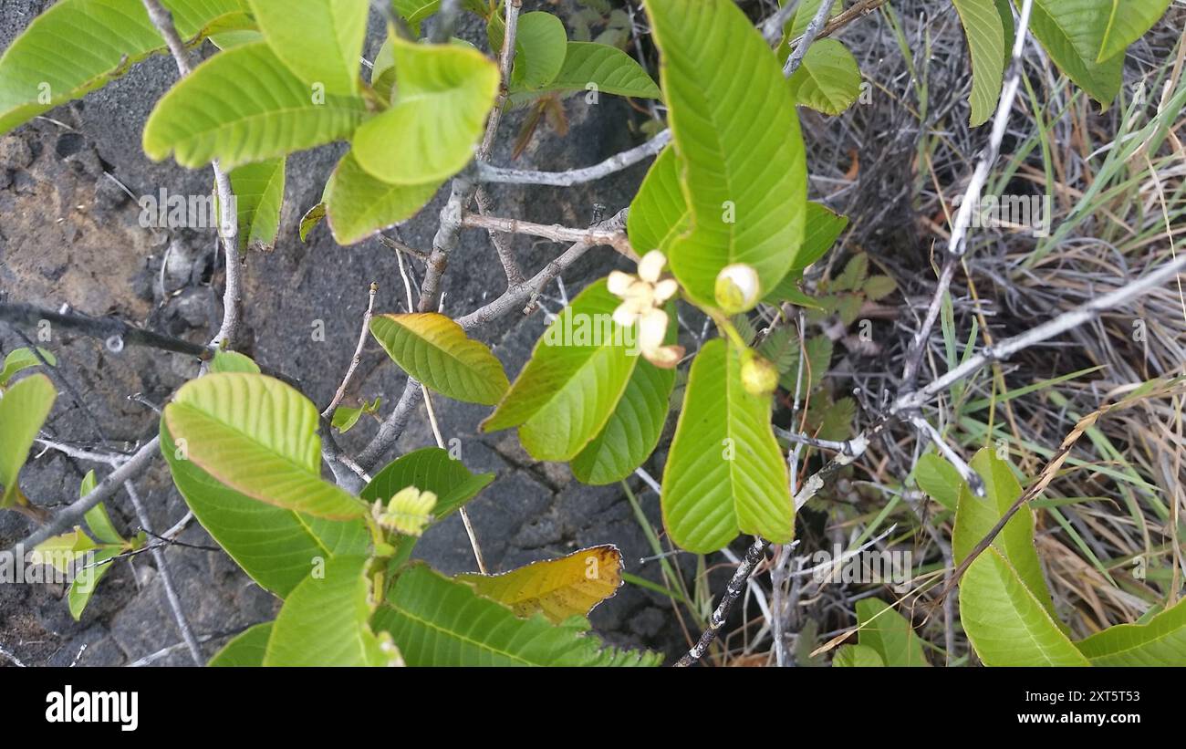 Common guava (Psidium guajava) Plantae Stock Photo - Alamy