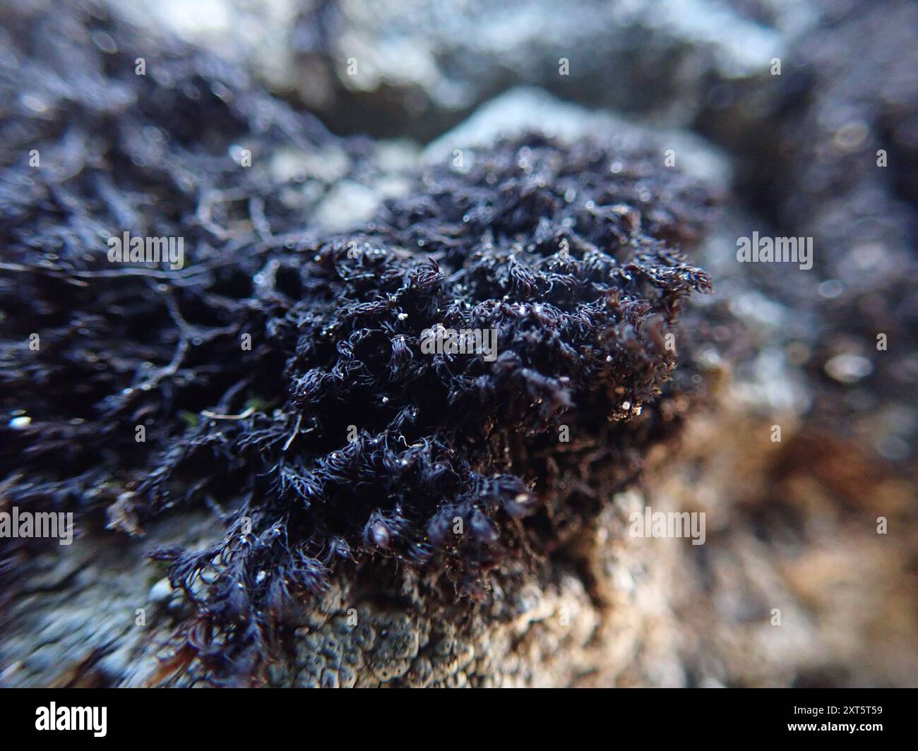 Andreaea rothii hi-res stock photography and images - Alamy