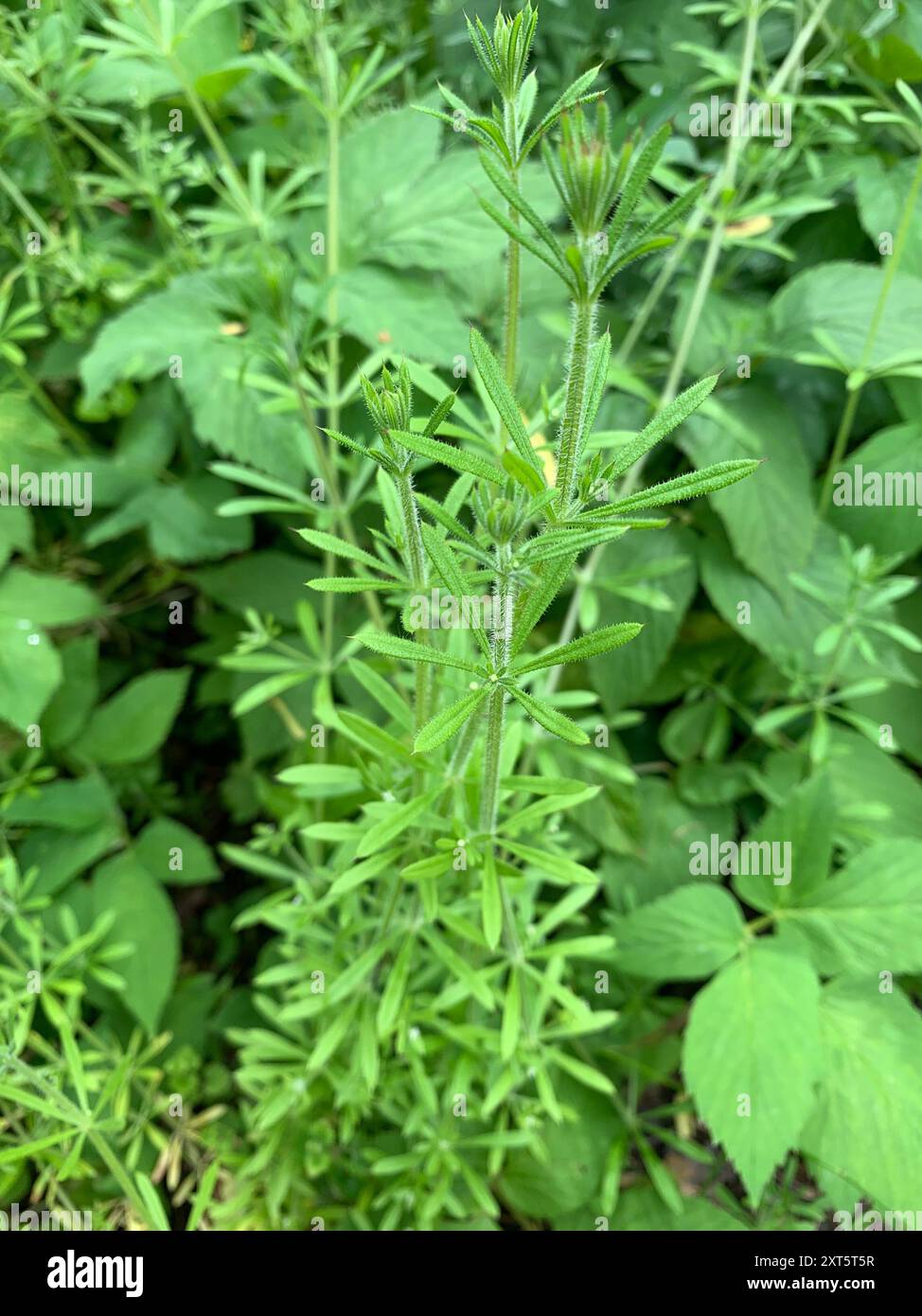 catchweed bedstraw (Galium aparine) Plantae Stock Photo - Alamy