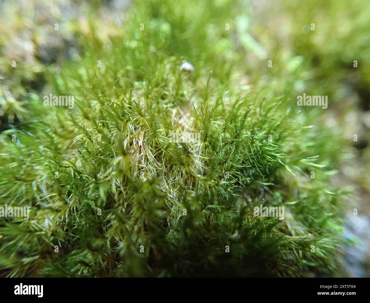 Sharp-leaved Blindia (Blindia acuta) Plantae Stock Photo - Alamy