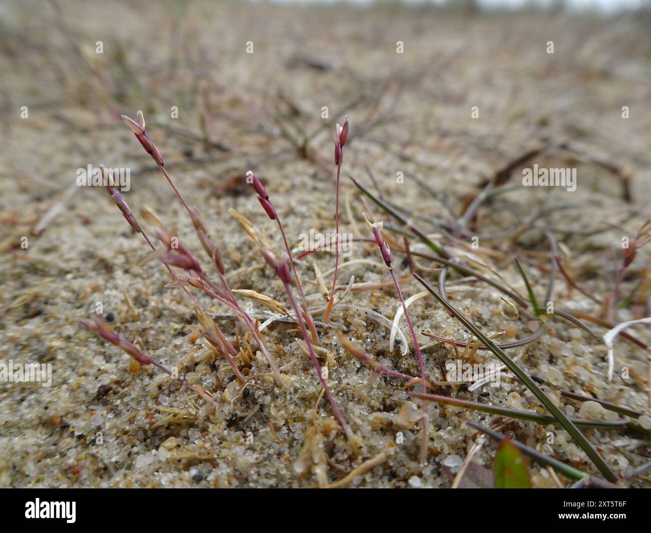 Early Sand-grass (Mibora minima) Plantae Stock Photo - Alamy