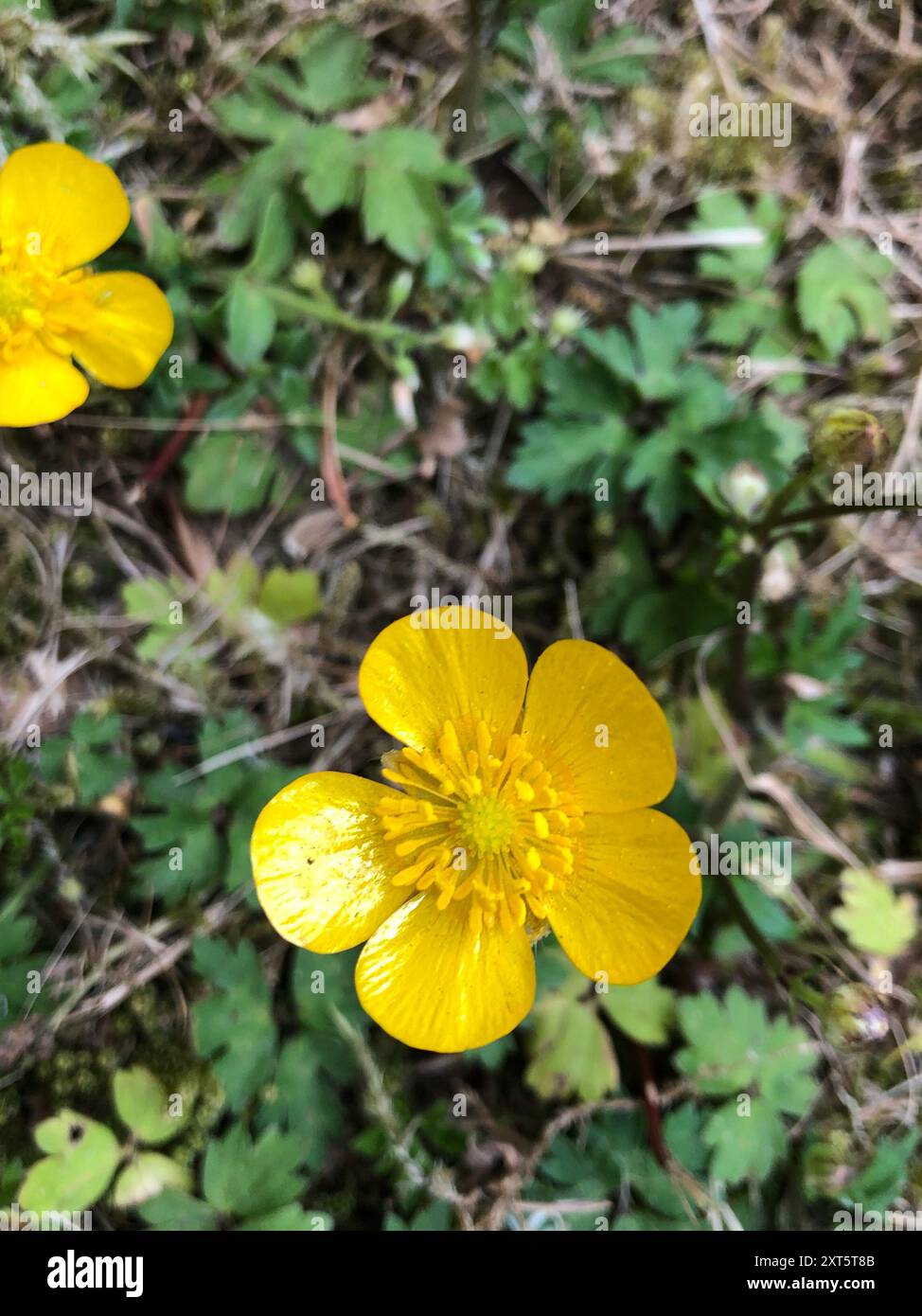 bulbous buttercup (Ranunculus bulbosus) Plantae Stock Photo - Alamy