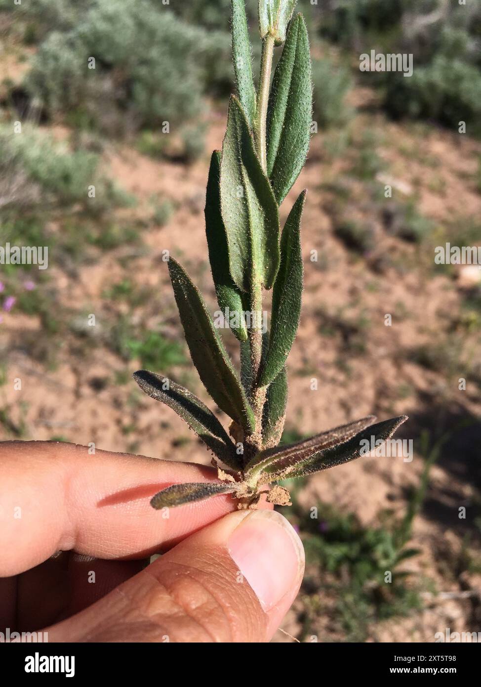 littlepod false flax (Camelina microcarpa) Plantae Stock Photo - Alamy