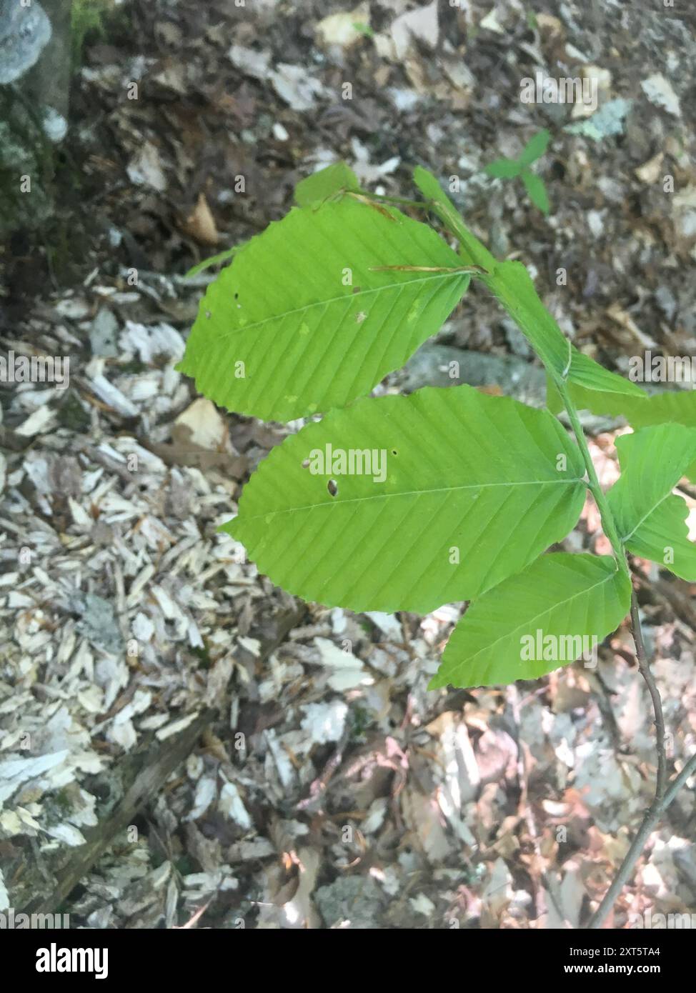 Beech Scale (Cryptococcus fagisuga) Insecta Stock Photo - Alamy