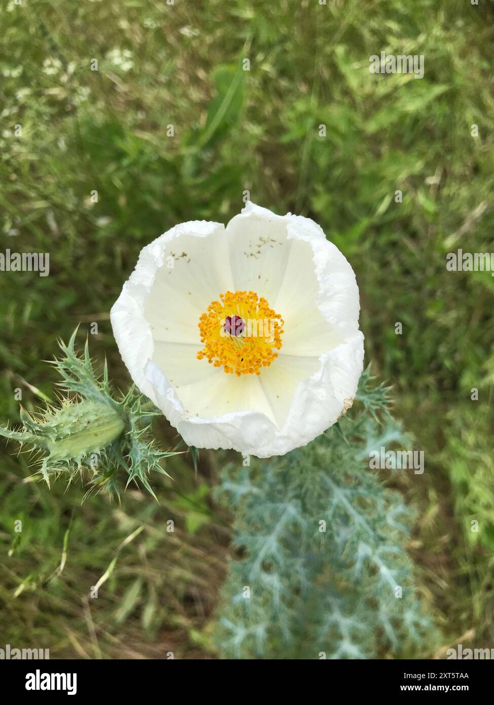 prickly poppies (Argemone) Plantae Stock Photo - Alamy