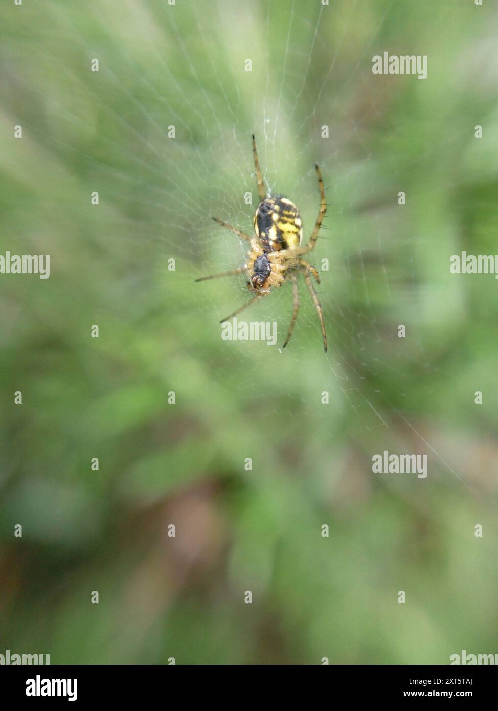 Cricket-bat Orbweaver (Mangora acalypha) Arachnida Stock Photo - Alamy