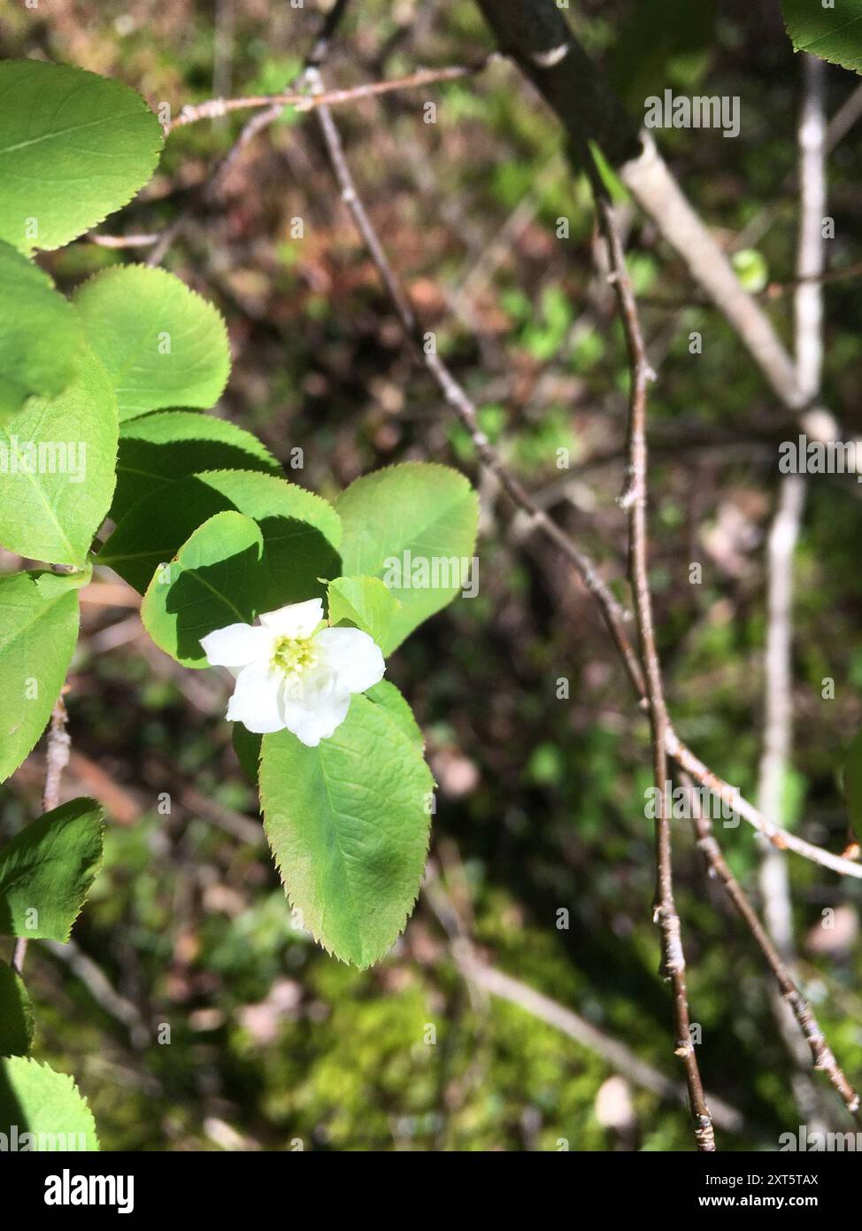 Bartram Shadbush (Amelanchier bartramiana) Plantae Stock Photo - Alamy