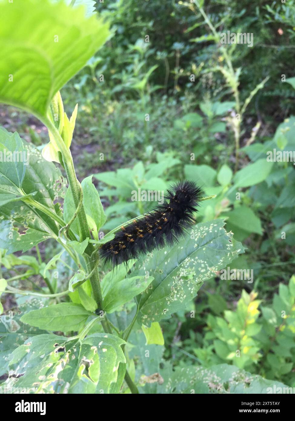 Salt Marsh Moth (Estigmene acrea) Insecta Stock Photo - Alamy