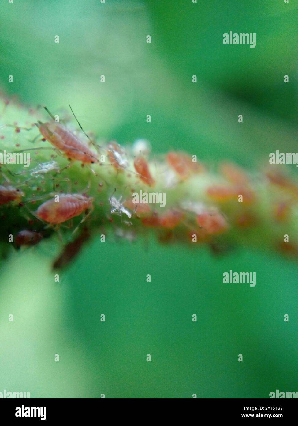 Aphids (Aphididae) Insecta Stock Photo - Alamy
