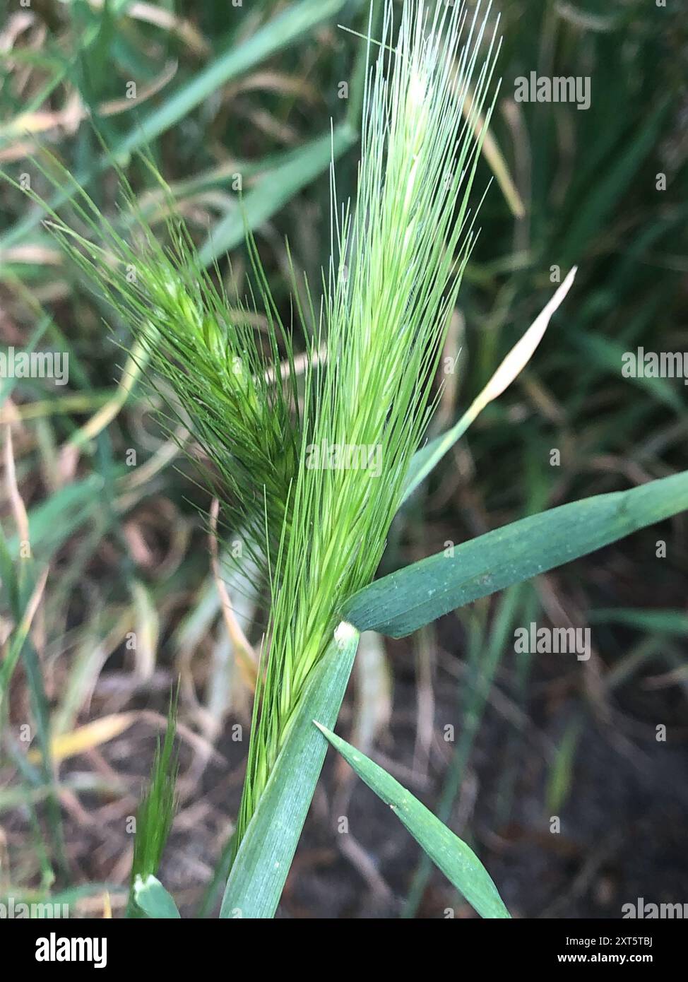 wall barley (Hordeum murinum) Plantae Stock Photo - Alamy