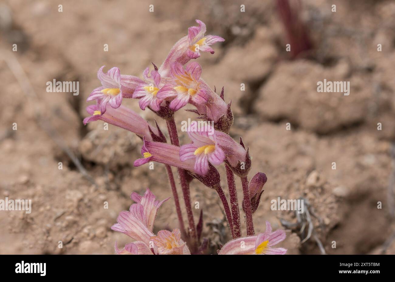 clustered broomrape (Aphyllon fasciculatum) Plantae Stock Photo - Alamy