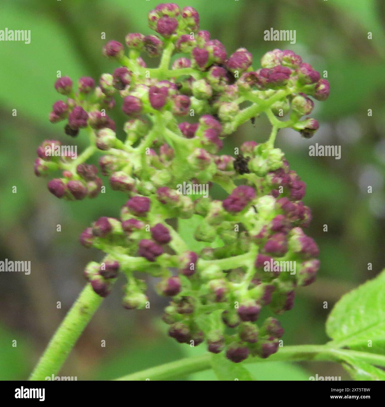 red-berried elder (Sambucus racemosa) Plantae Stock Photo - Alamy